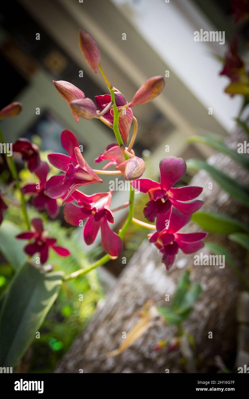 Orchid flower,Dendrobium,Dendrobium lindleyi,Callista Lour.Pierardia ...