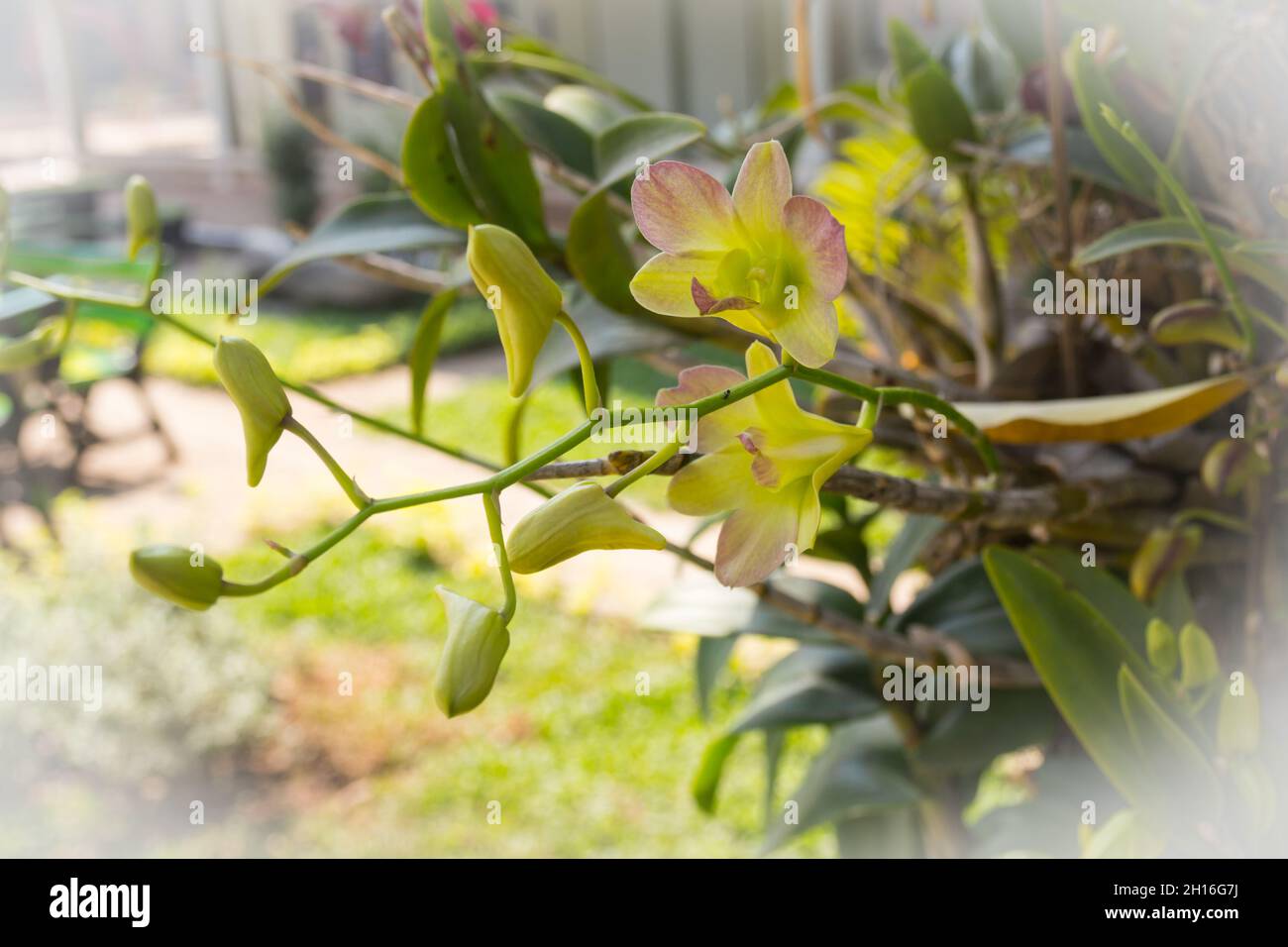 Orchid flower,Dendrobium,Dendrobium lindleyi,Callista Lour.Pierardia ...