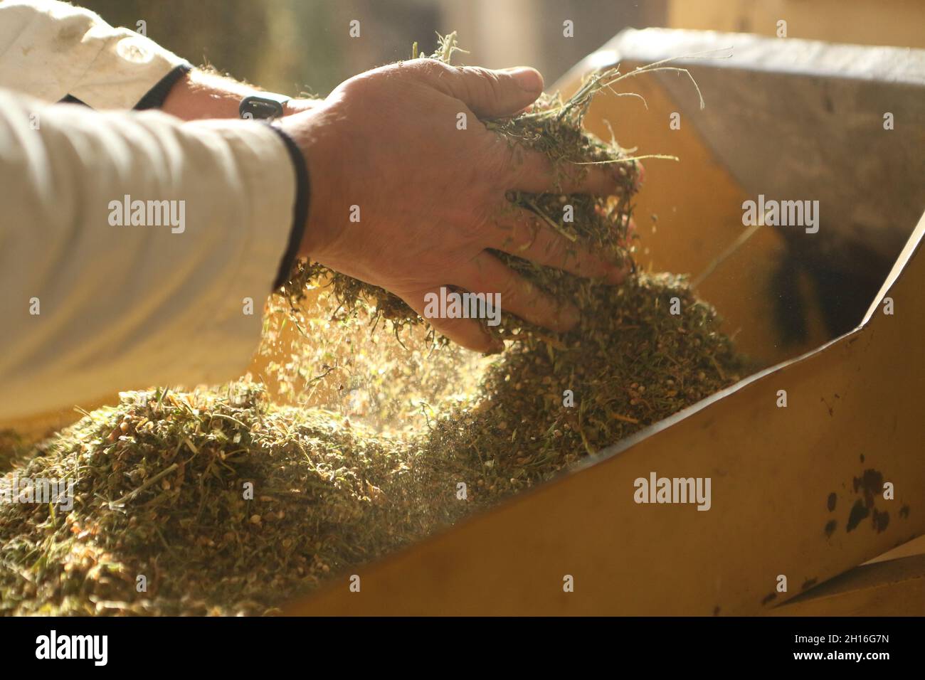 Scientist loading ground sativa hemp stalks into a thresher Stock Photo ...