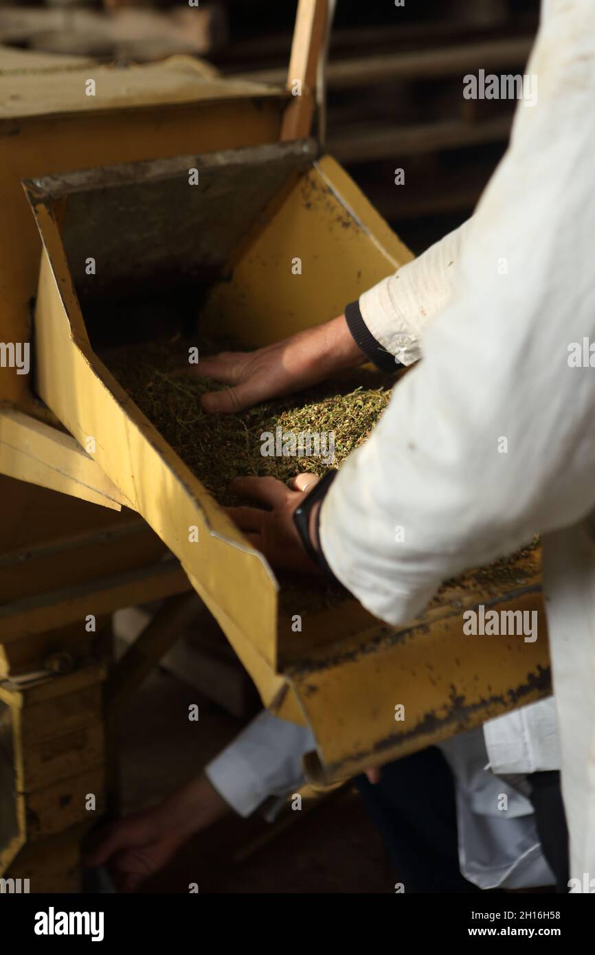 Hemp stalks hi-res stock photography and images - Alamy