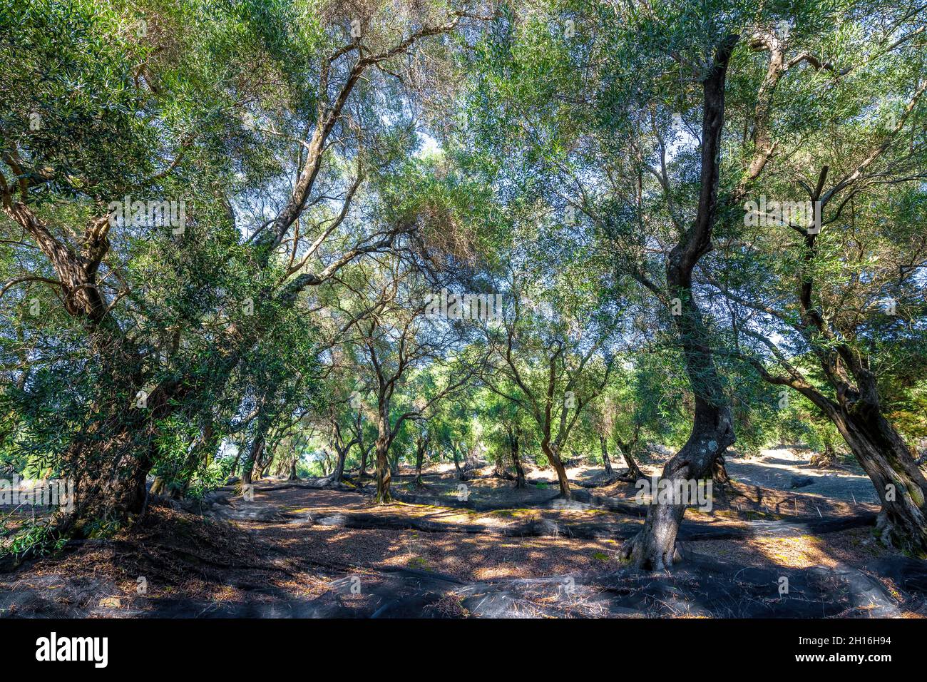 Corfu Olive Tree High Resolution Stock Photography and Images - Alamy