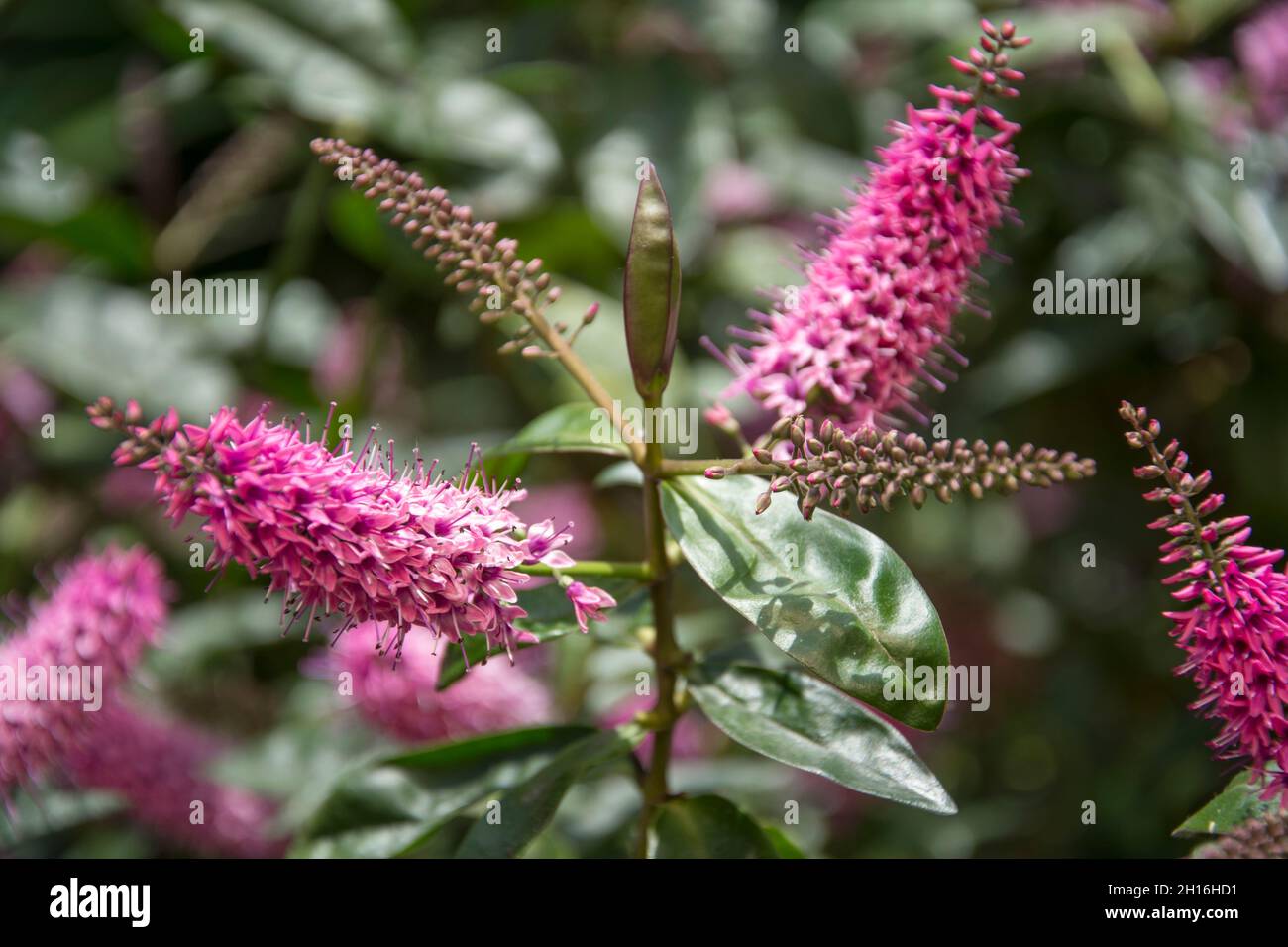 Beautiful purple Tutini flower, also called as Pukumani Pole Stock ...