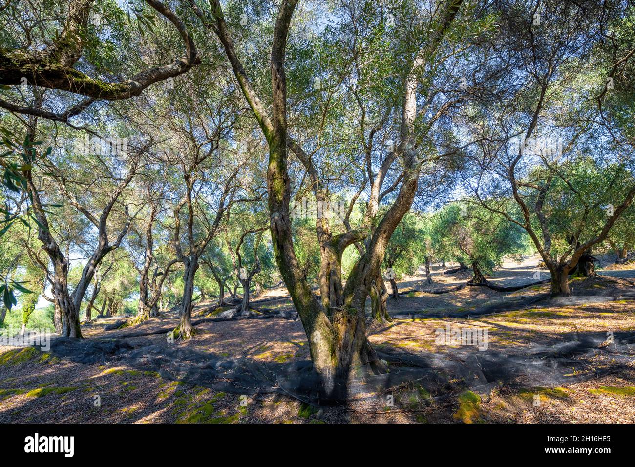 Olive trees corfu hi-res stock photography and images - Alamy