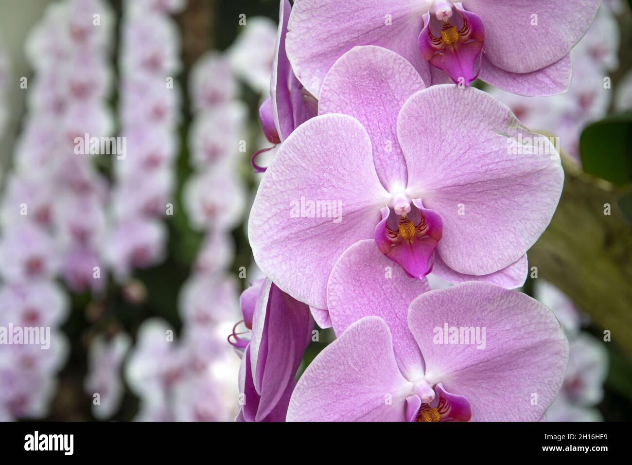 Scenic of beautiful orchids from National Orchid Garden in Singapore ...
