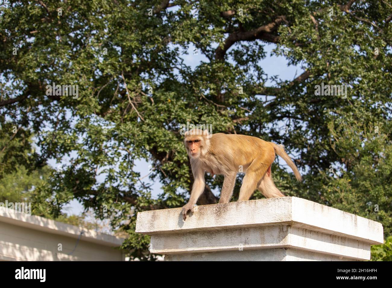 Monkey at Rajdari Devdari waterfall, Chandauli, Varanasi, India Stock ...