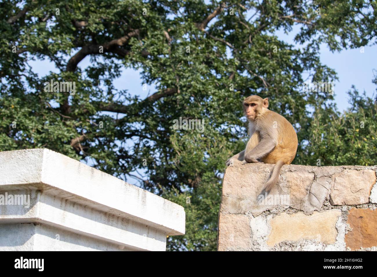 Monkey at Rajdari Devadari waterfall, Chandauli, Varanasi, India Stock ...