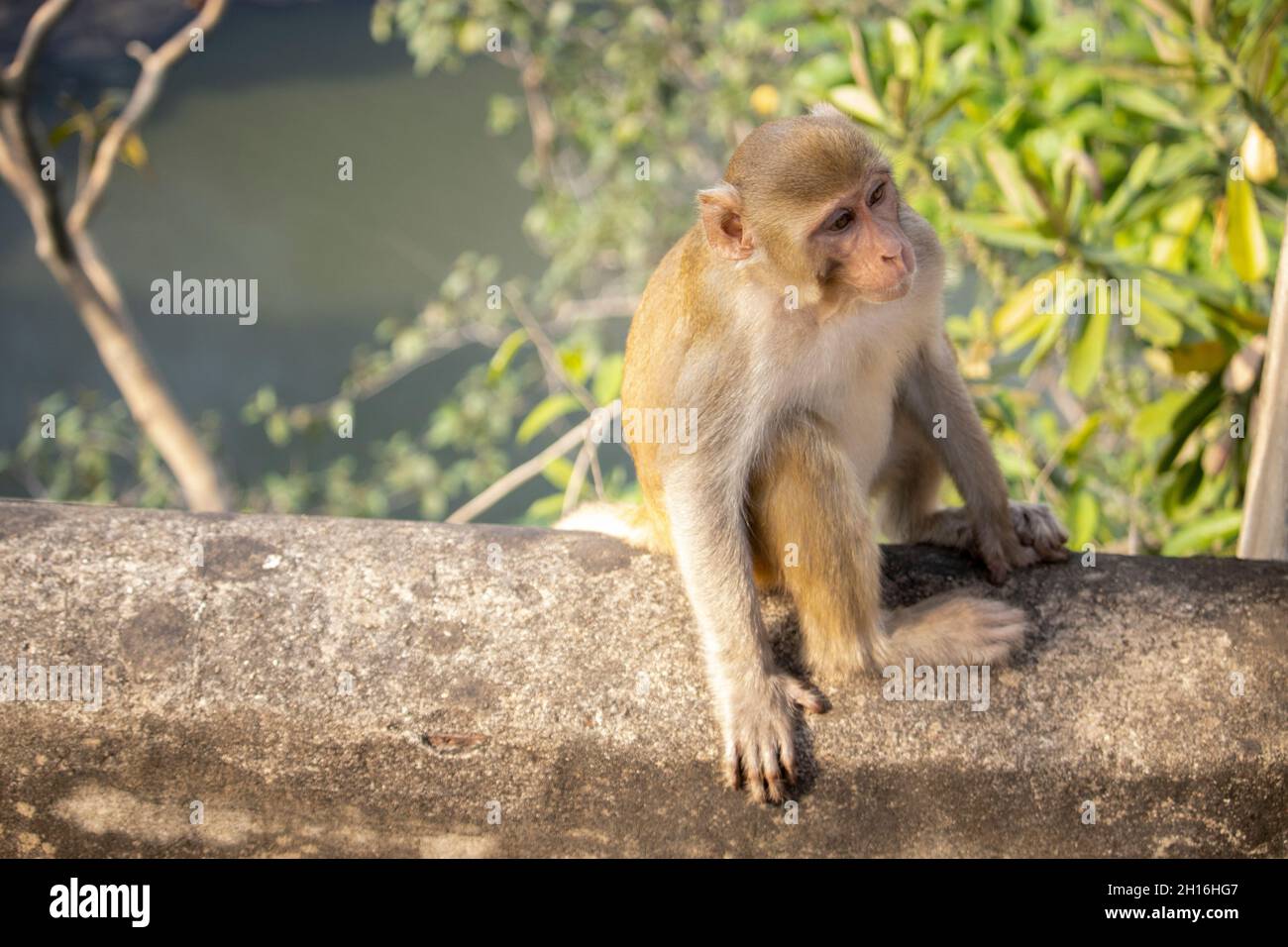 Monkey at devadari rajdari waterfall, Cahndauli, Varanasi, India Stock ...