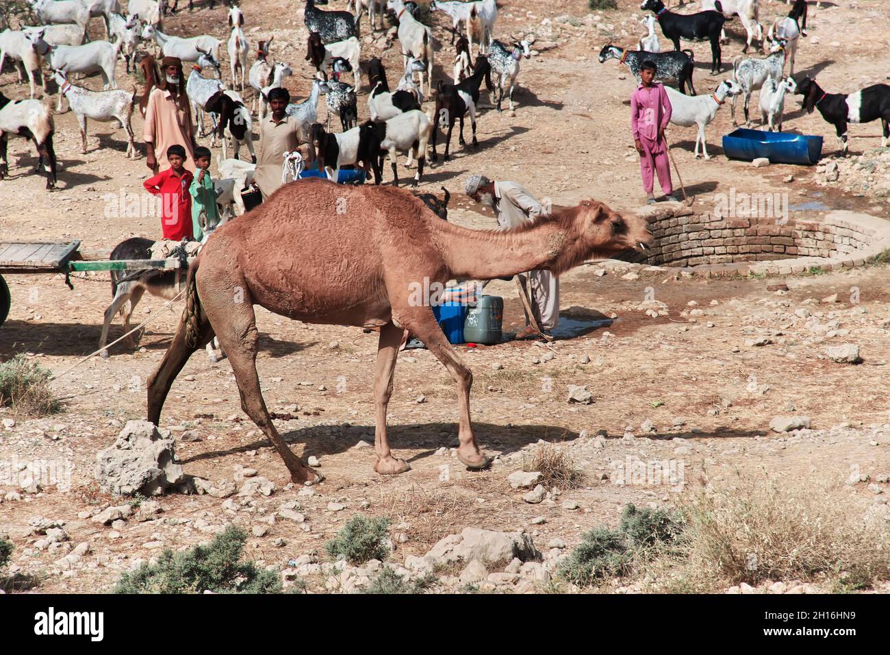 The well in the oasis, the desert of Pakistan Stock Photo - Alamy