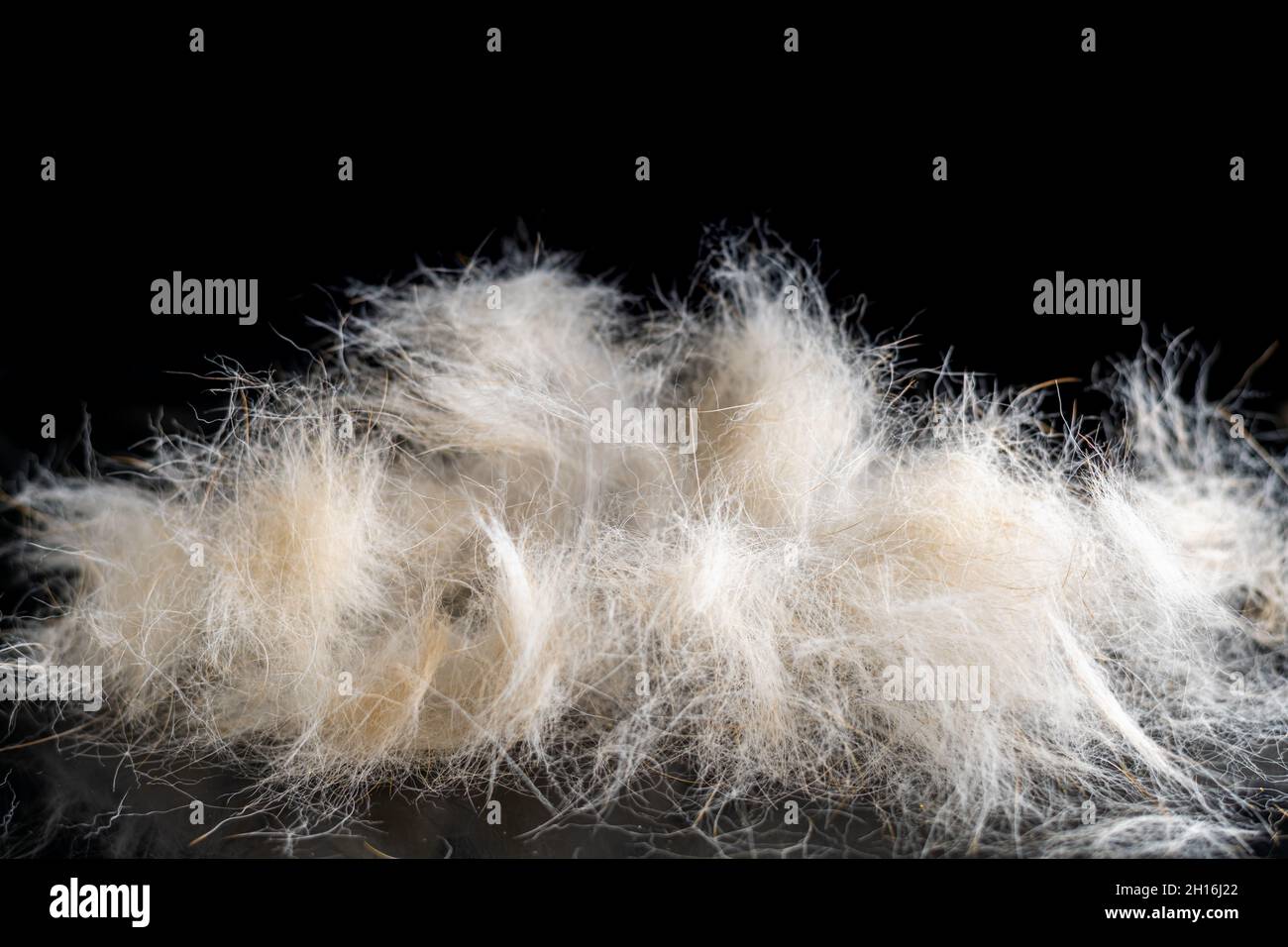 light dog hair on a black background. moult, grooming Stock Photo - Alamy