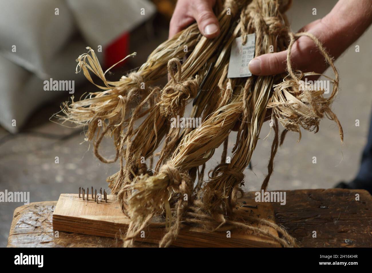 Scientist holds hemp sativa before combing Stock Photo - Alamy