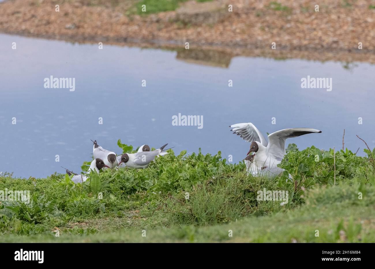 Mating seagulls hi-res stock photography and images - Alamy