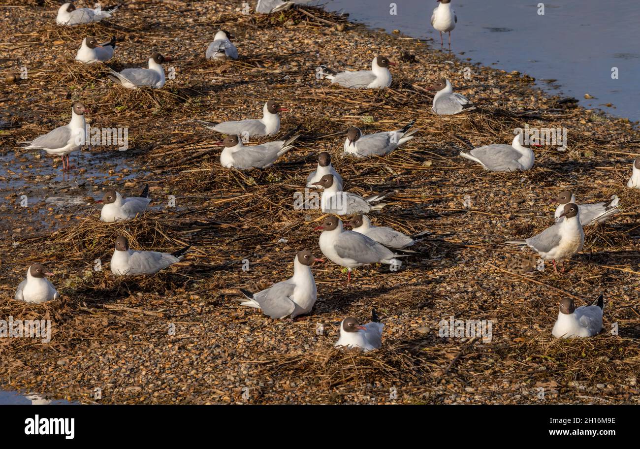 Breeding colony of Black-headed gulls, Chroicocephalus ridibundus, at ...