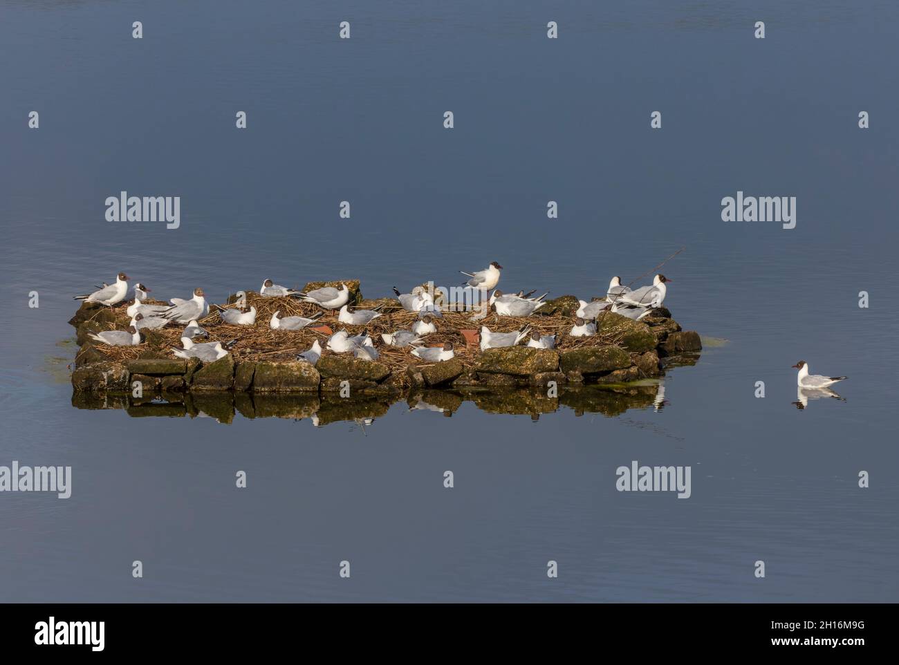 Breeding colony of Black-headed gulls, Chroicocephalus ridibundus, at ...