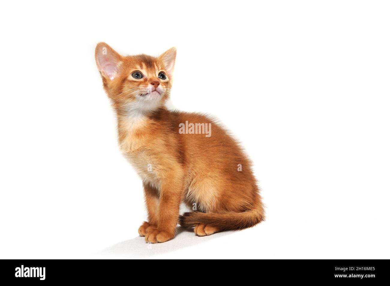 ginger striped purebred cat sitting on white isolated background Stock ...