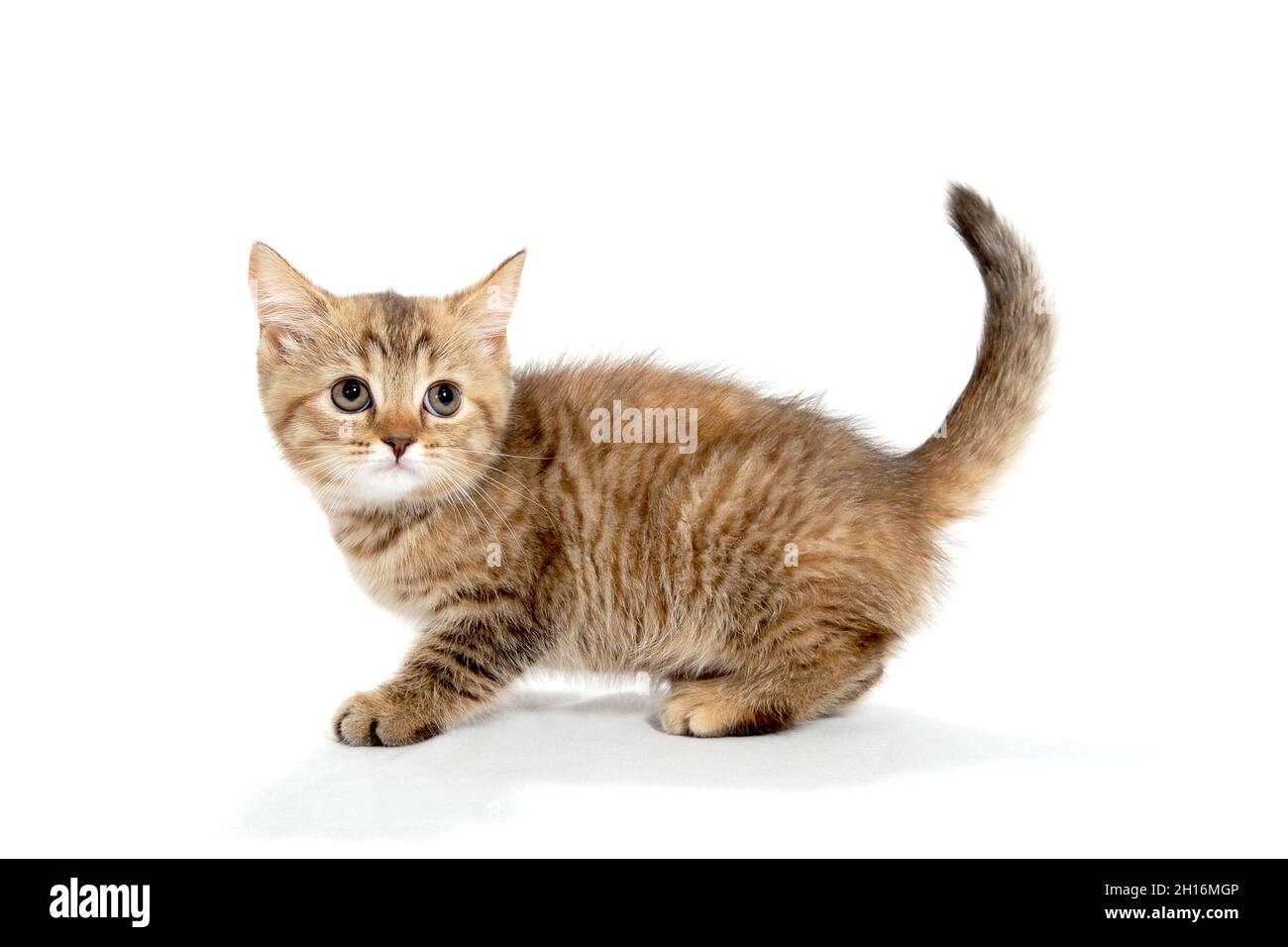 ginger striped purebred cat, goes to a white isolated background Stock ...