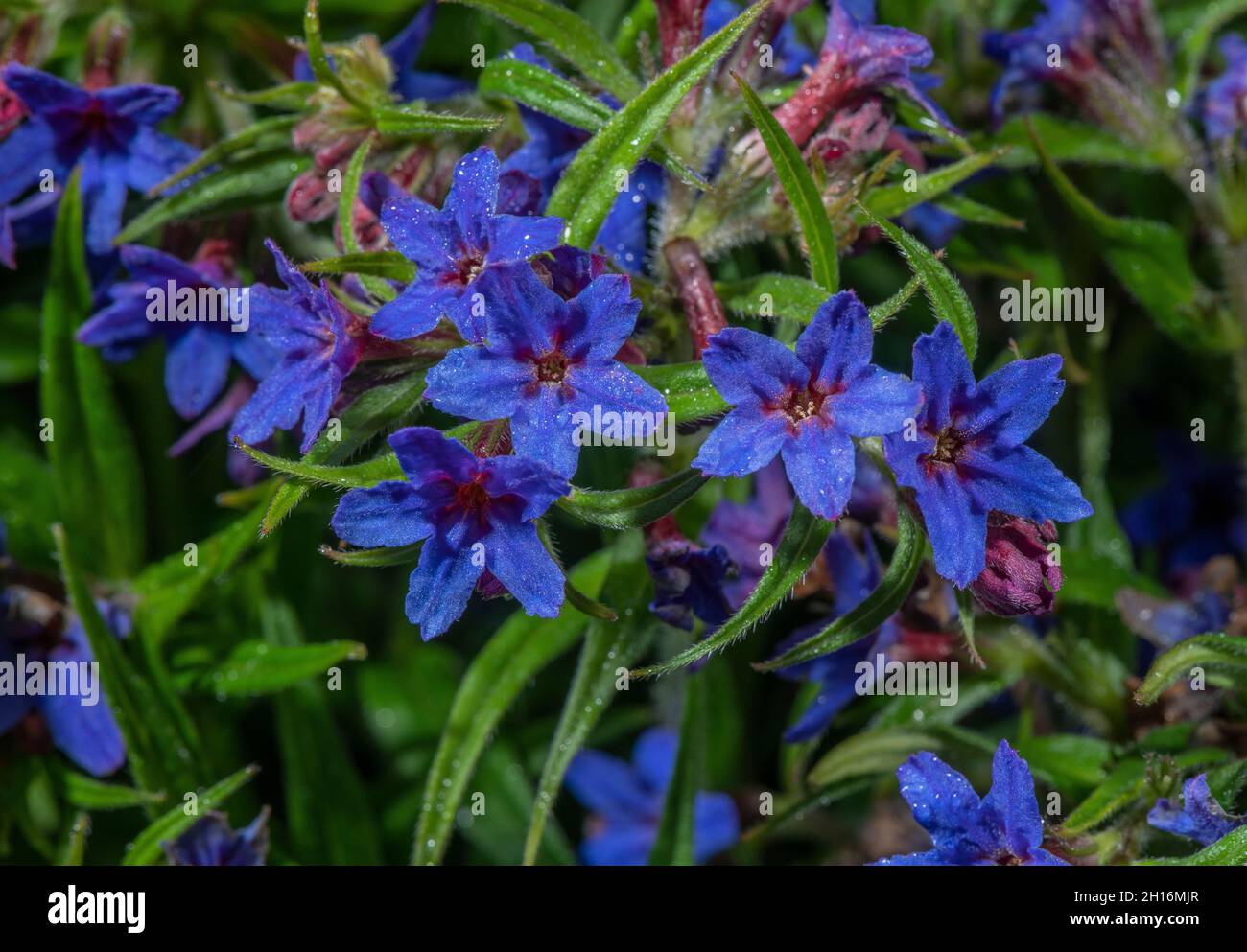 Purple gromwell, Buglossoides purpurocaeruleum, in flower in spring ...