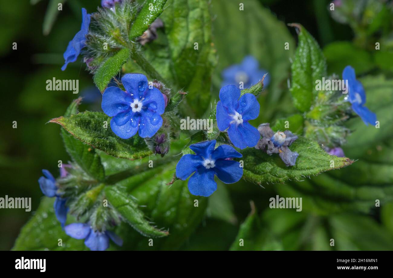 Evergreen bugloss pentaglottis sempervirens hi-res stock photography ...