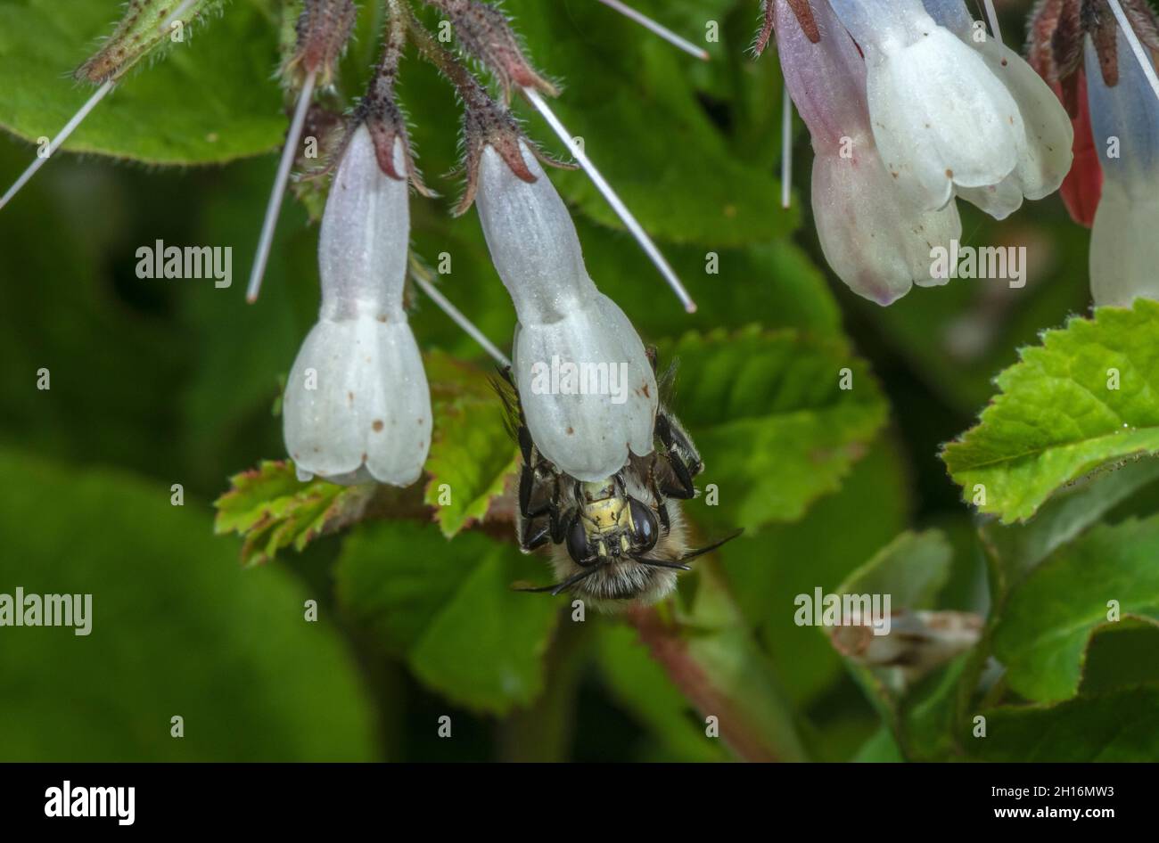 Male Hairy-footed flower bee, Anthophora plumipes visiting Comfrey ...