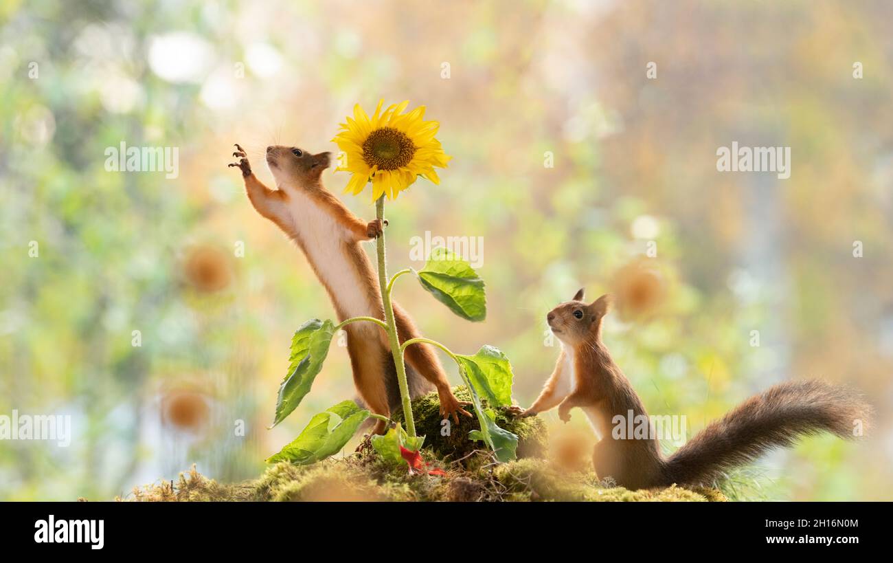 Red squirrel reaching from a tree hi-res stock photography and images ...