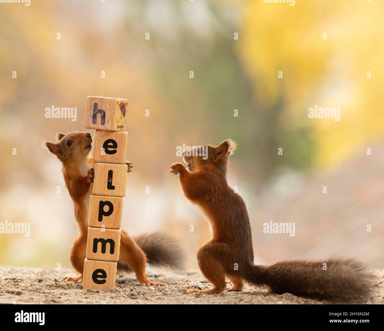 red squirrels are standing with letter blocks with word help me Stock ...