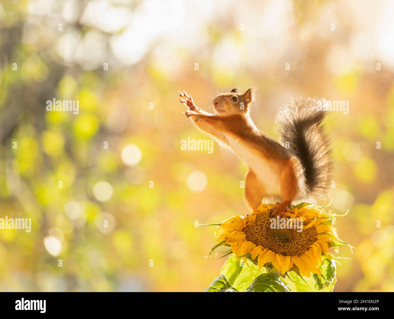Red squirrel reaching from a tree hi-res stock photography and images ...
