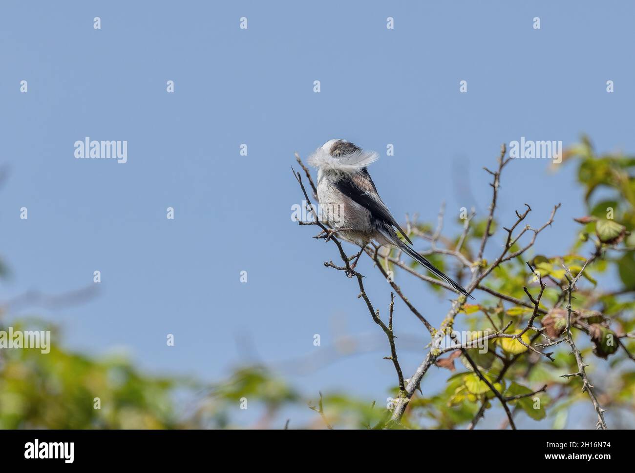 Long-tailed tit, Aegithalos caudatus, bringing a feather for nest ...