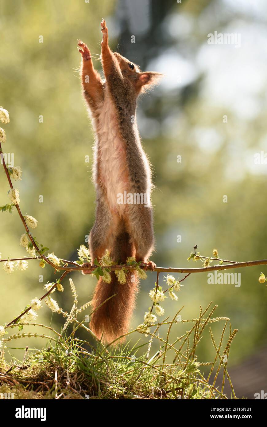 Red squirrel is reaching up from flower branches hi-res stock ...