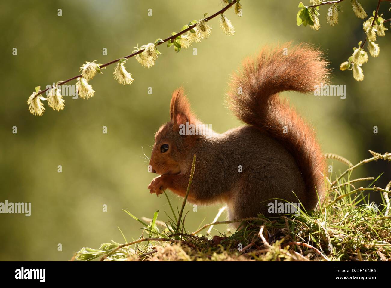 Willow snake hi-res stock photography and images - Alamy