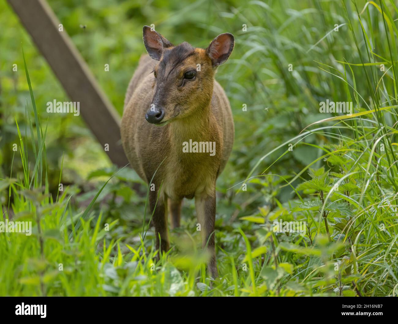 Reeves's muntjac, Muntiacus reevesi, at Titchwell Reserve, Norfolk ...