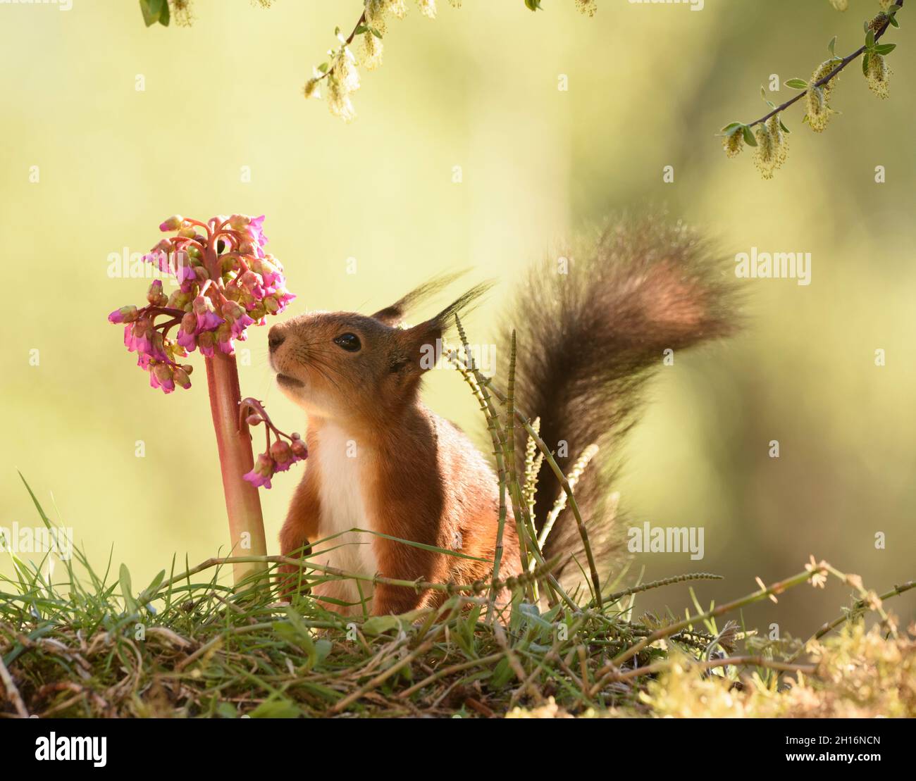 red squirrel is looking at a Bergenia flower Stock Photo - Alamy