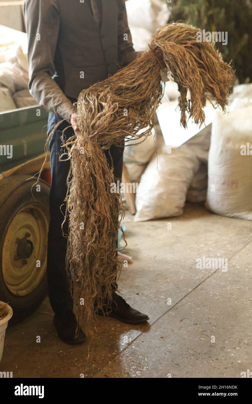 Hemp sativa processing process Stock Photo - Alamy