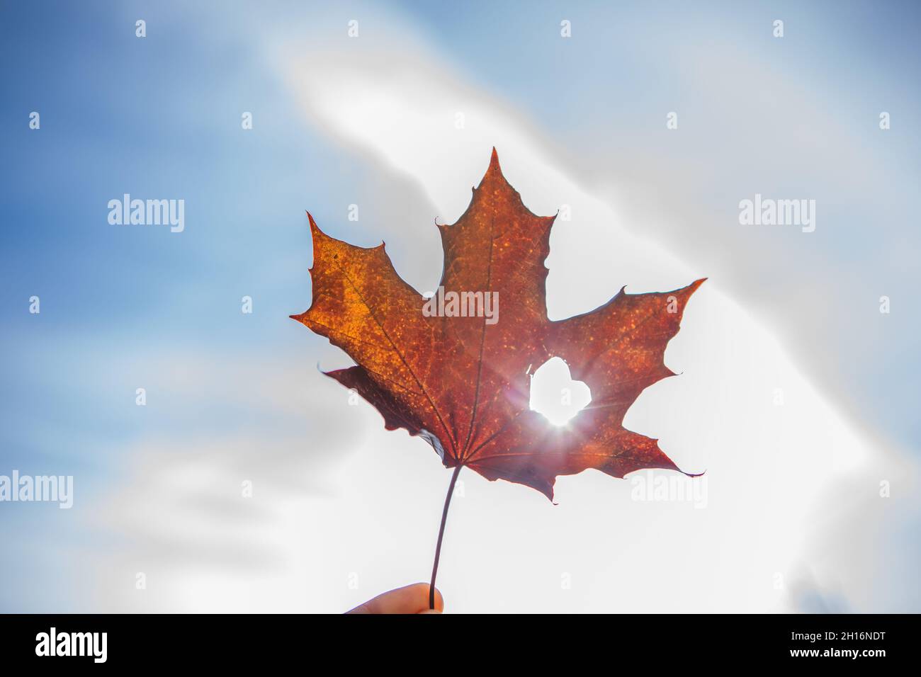 Fall and Autumn Season Concept, Closeup of Hand holding a Maple Leaf cut out as Heart in Sunny ...