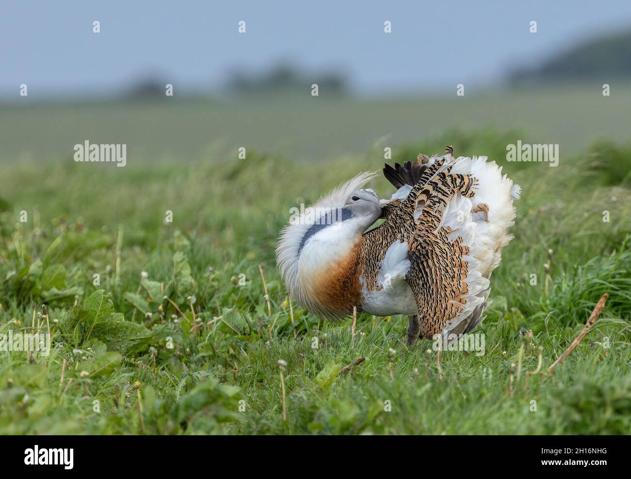 Male Great bustard, Otis tarda, showing display, in open grassland in ...