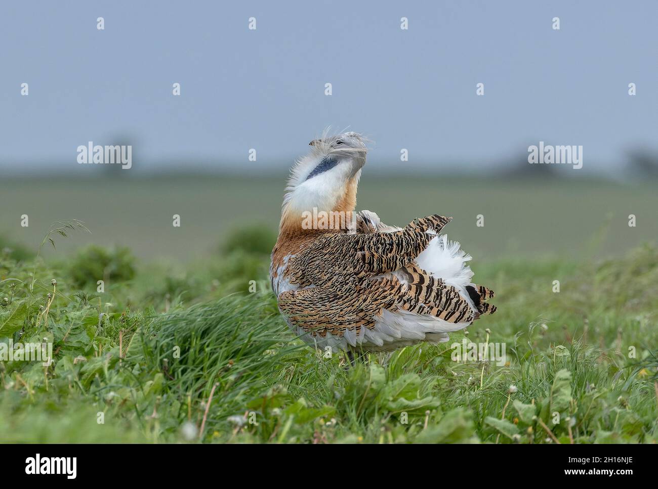 Male Great bustard, Otis tarda, showing display, in open grassland in ...