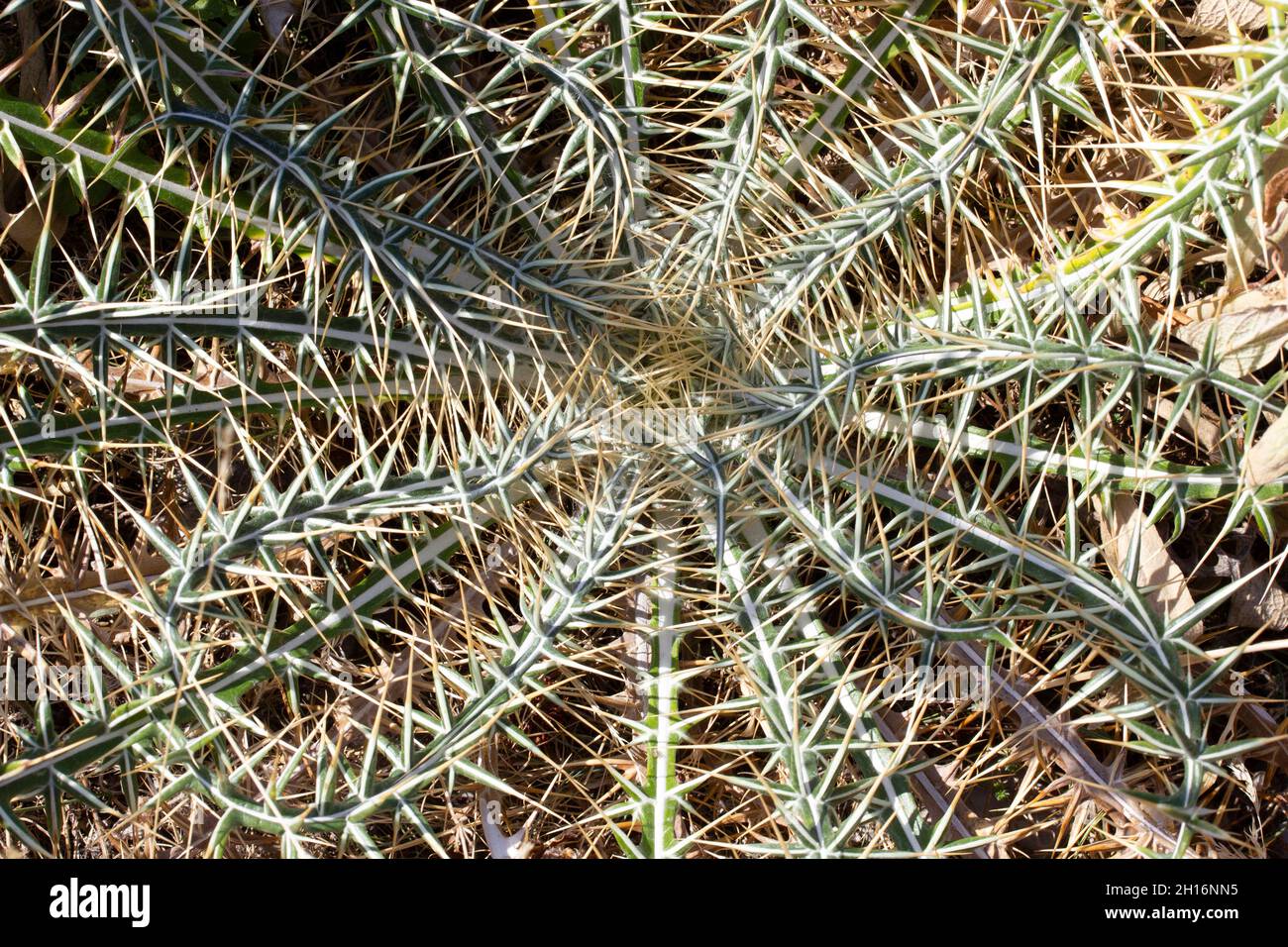 green thorn abstract nature background Stock Photo - Alamy