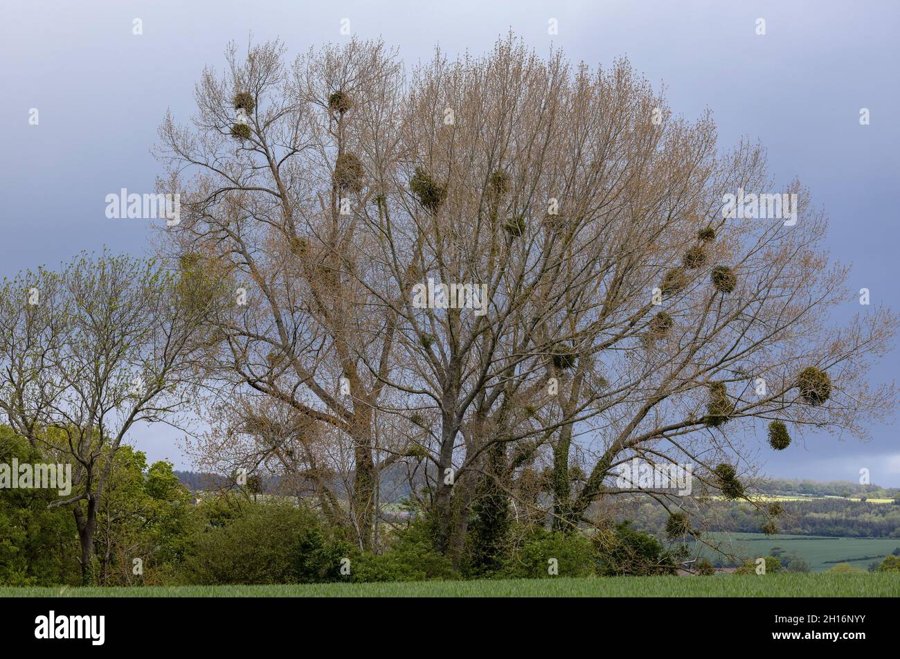 European mistletoe in nature hi-res stock photography and images - Alamy