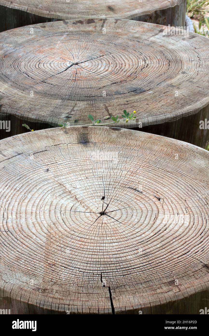 Age of a tree shown by growth rings. log stool Stock Photo - Alamy