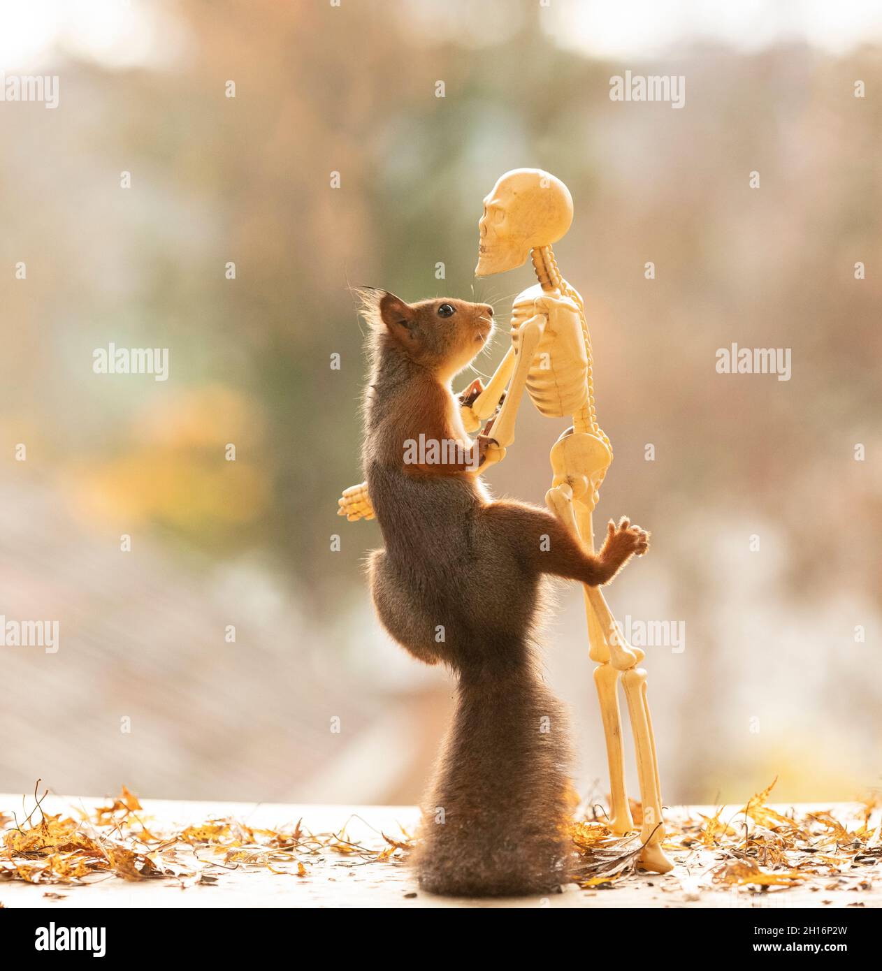 Red squirrel in a ghost skull hi-res stock photography and images - Alamy