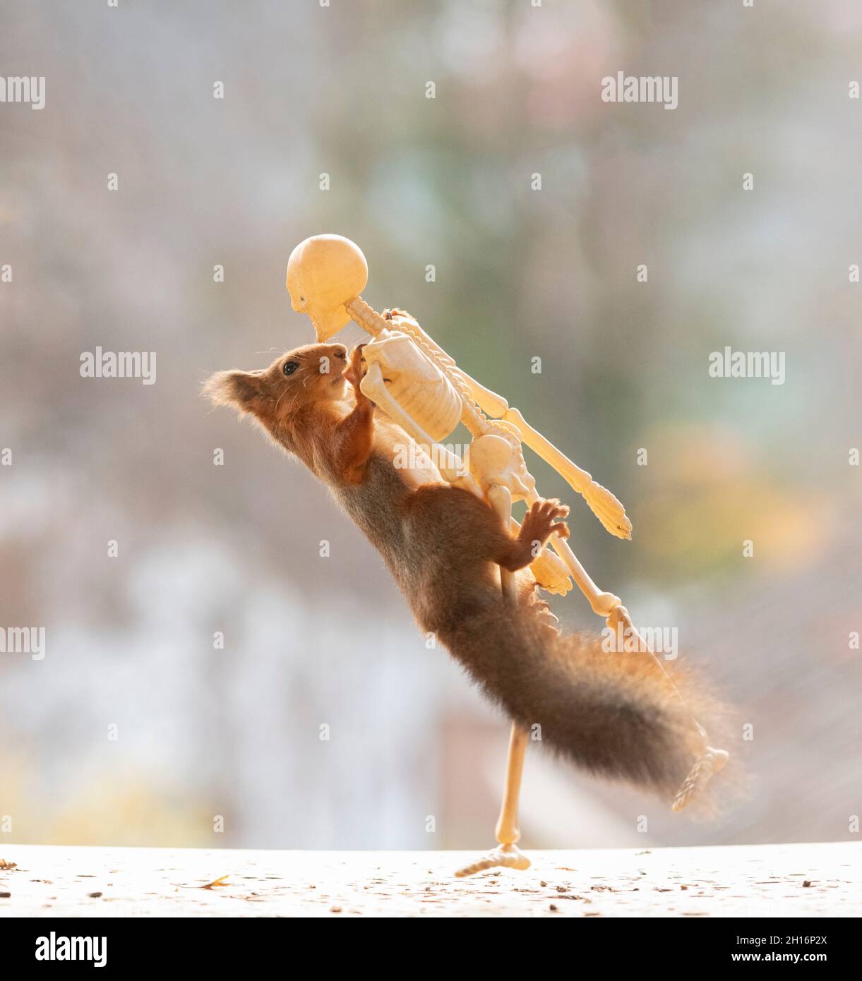 Red squirrel is holding on to an skeleton hi-res stock photography and ...