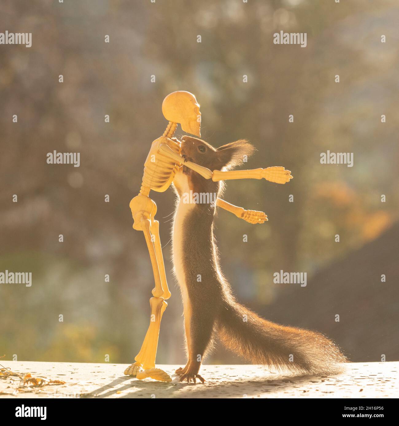 red squirrel is holding a skeleton tightly Stock Photo - Alamy