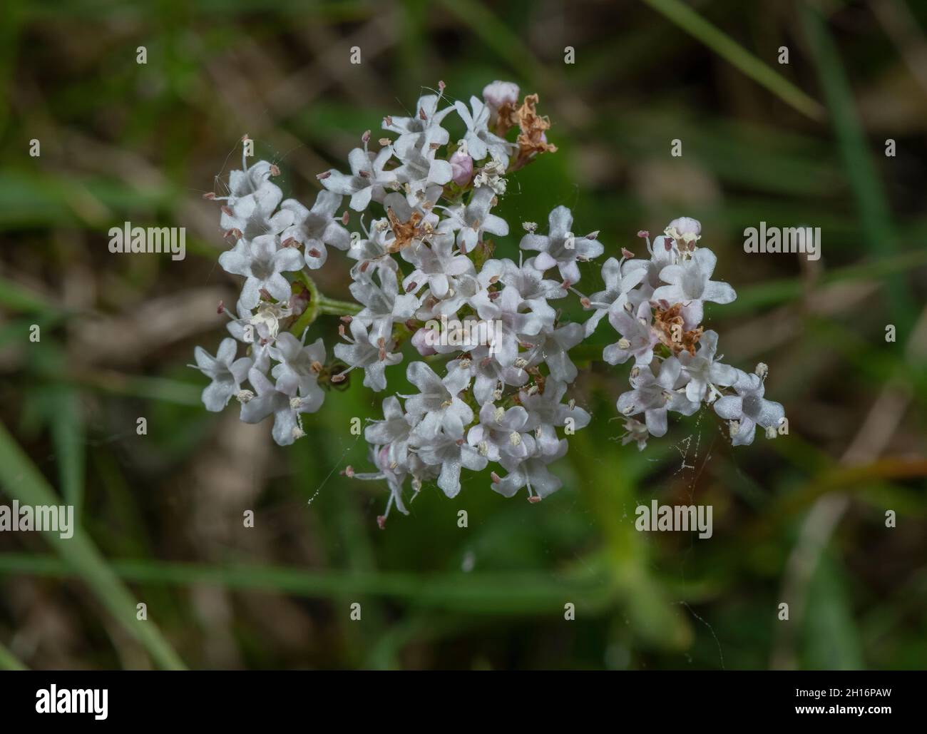 Male plants of Marsh Valerian, Valeriana dioica, in boggy ground ...