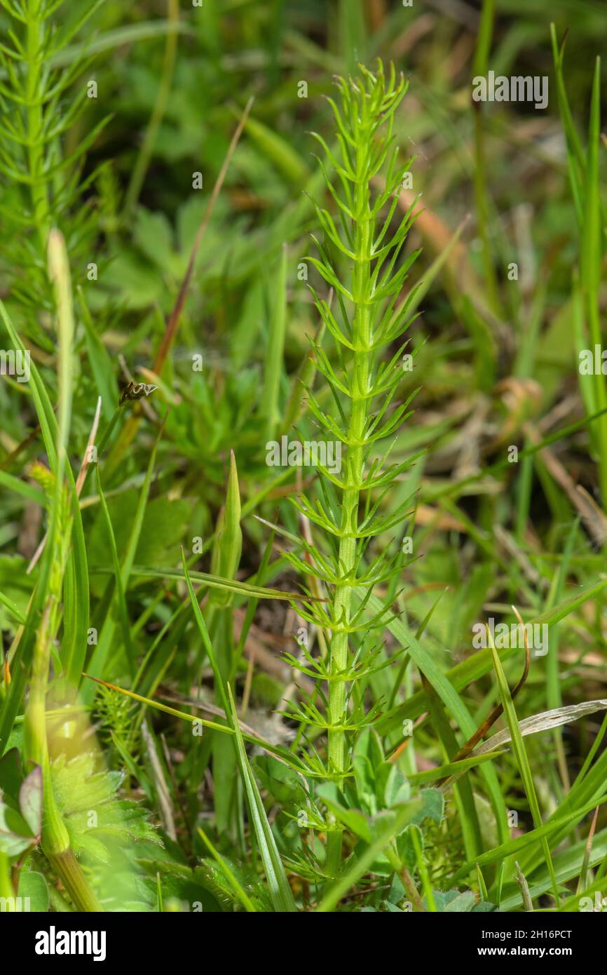 Leaf of Whorled caraway, Carum verticillatum, showing structure. Rhos ...