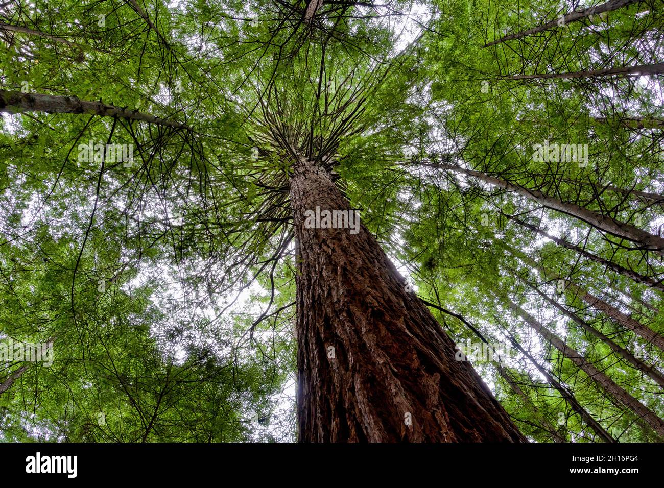 A tall redwood tree in Whakarewarewa redwood forest in Rotorua, New ...