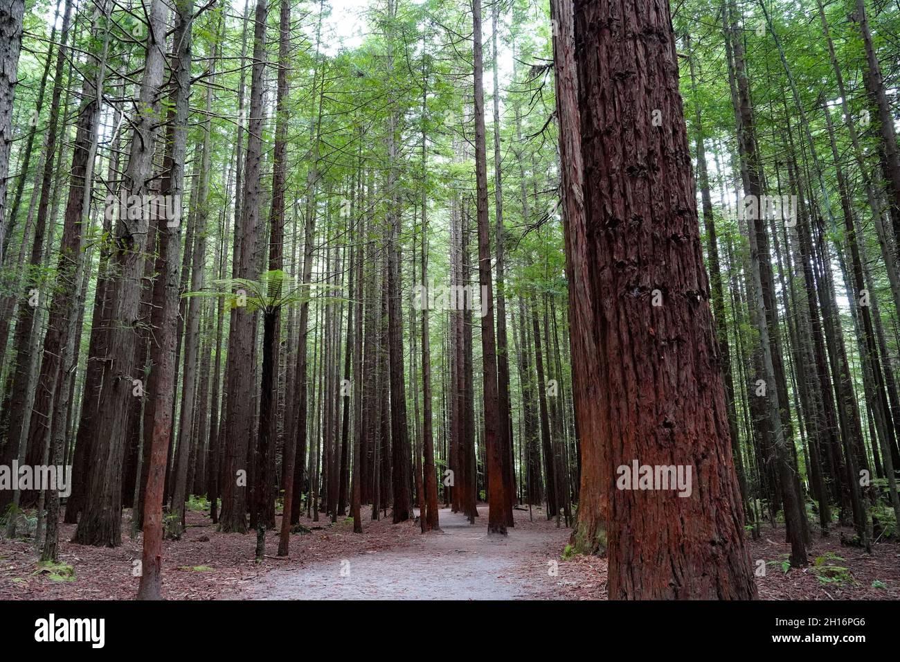 Redwood trees in Whakarewarewa redwood forest in Rotorua, New Zealand ...