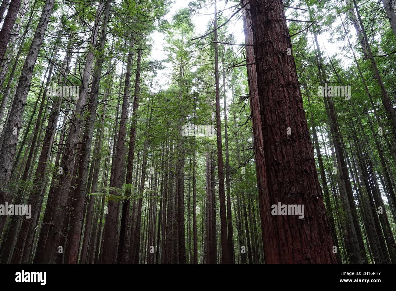 Redwood trees in Whakarewarewa redwood forest in Rotorua, New Zealand ...