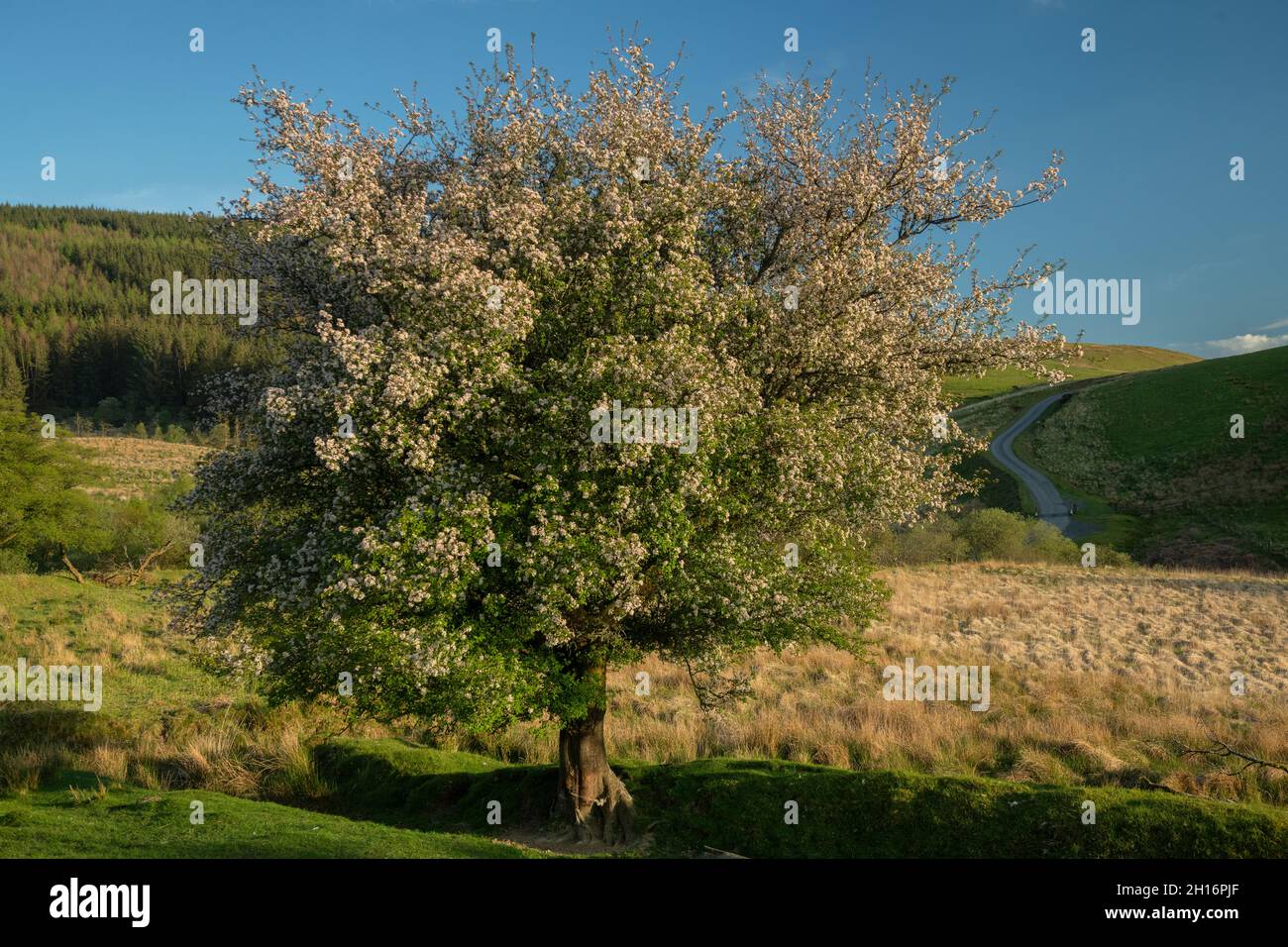Old Wild crab-apple tree, Malus sylvestris, in flower, in the Tywi ...