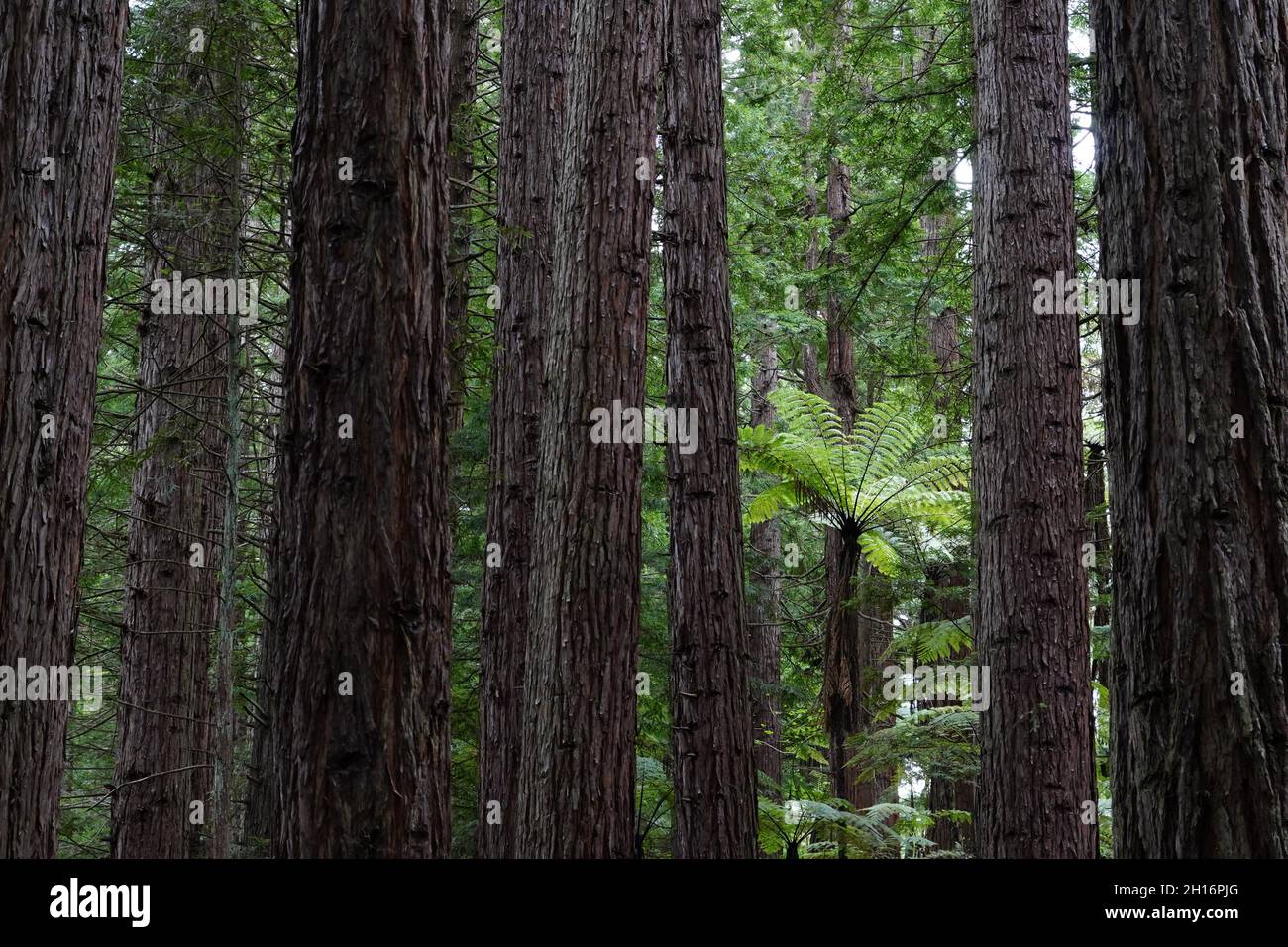 Redwood trees in Whakarewarewa redwood forest in Rotorua, New Zealand ...