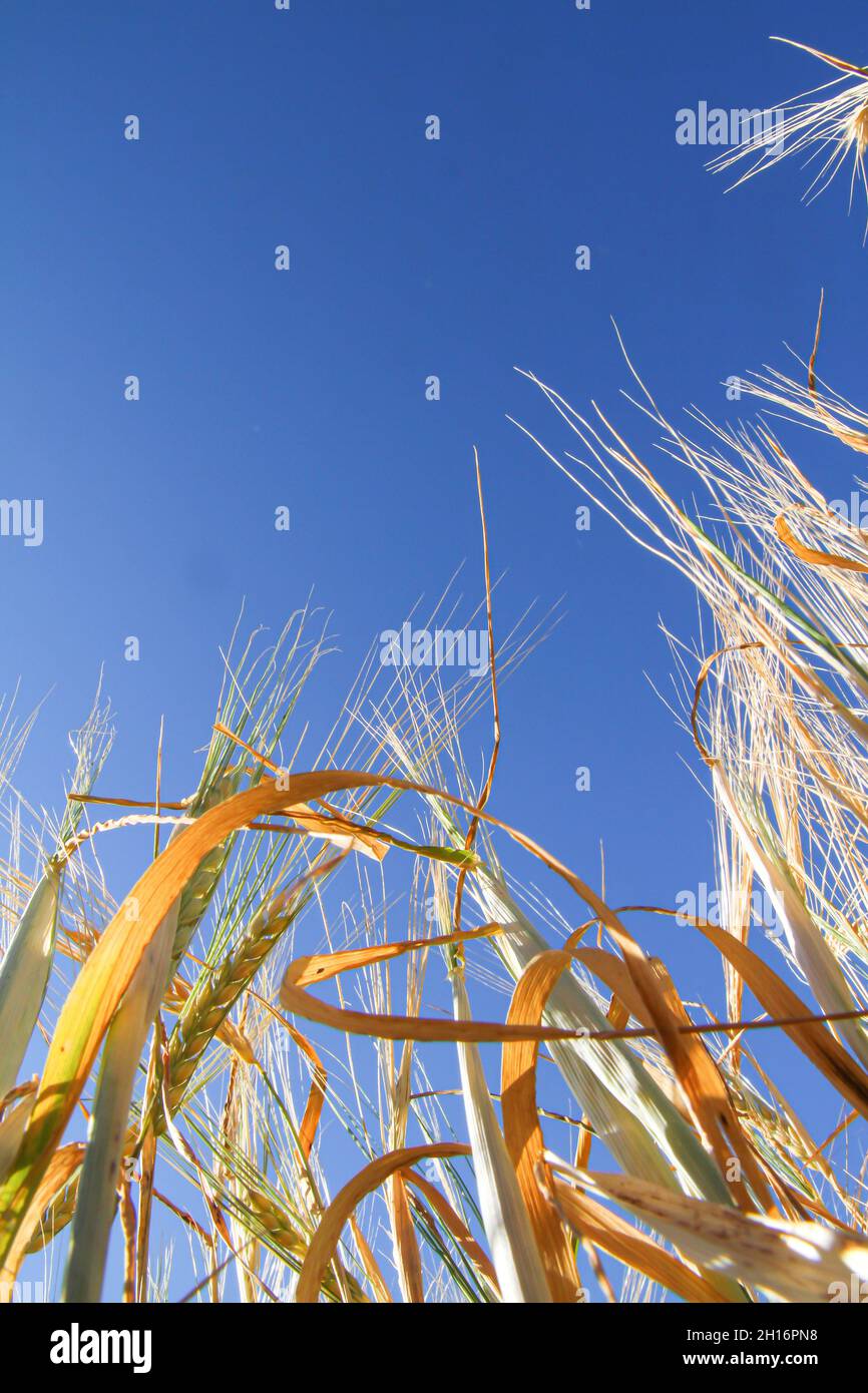 golden barley on the filed Stock Photo - Alamy