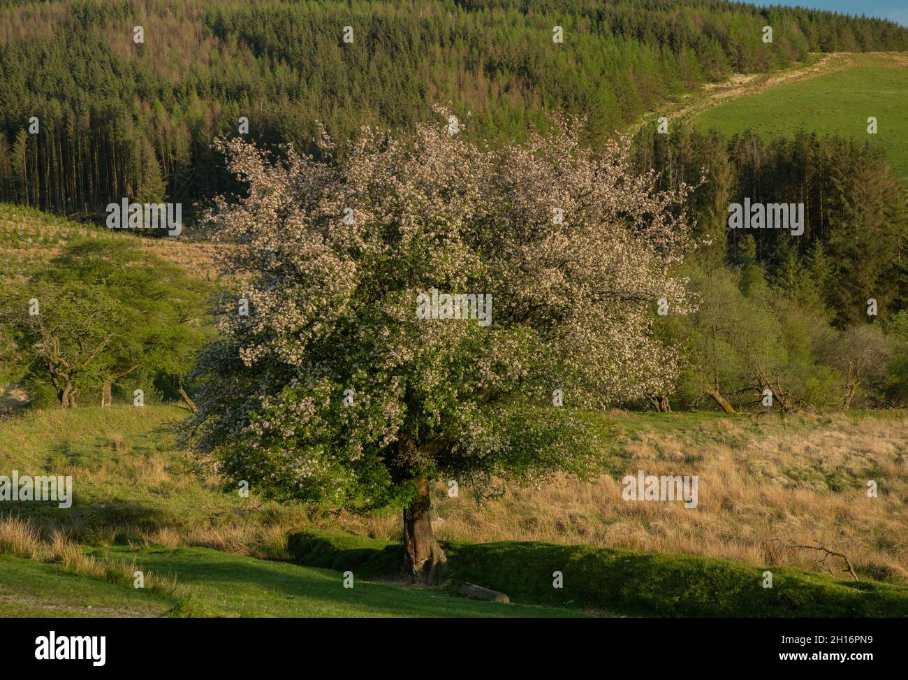 Old Wild crab-apple tree, Malus sylvestris, in flower, in the Tywi ...