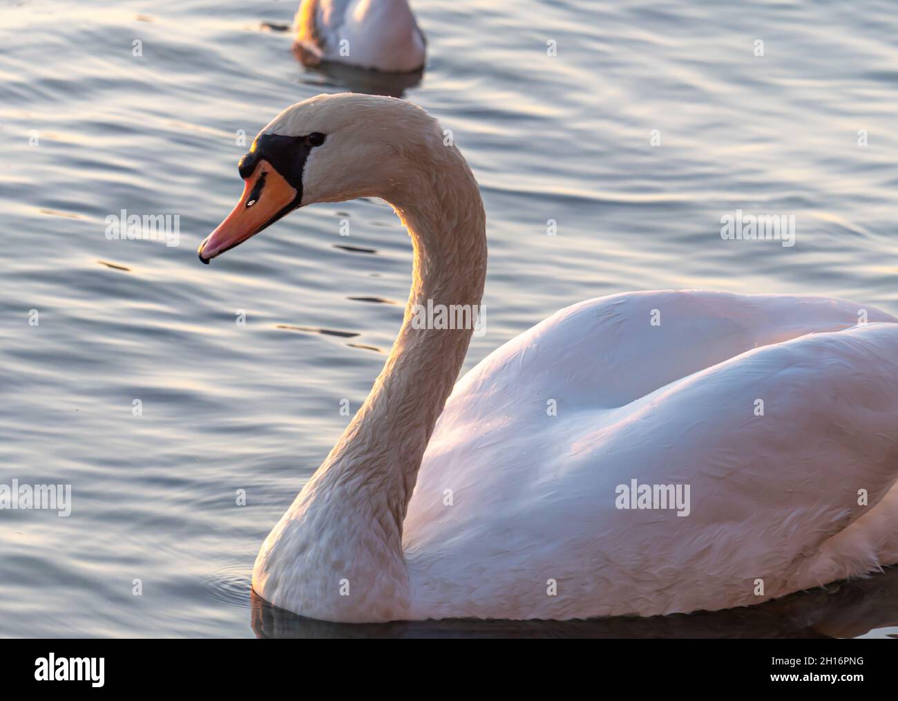 Beautiful View Of A Graceful Swan In Lake Stock Photo - Alamy
